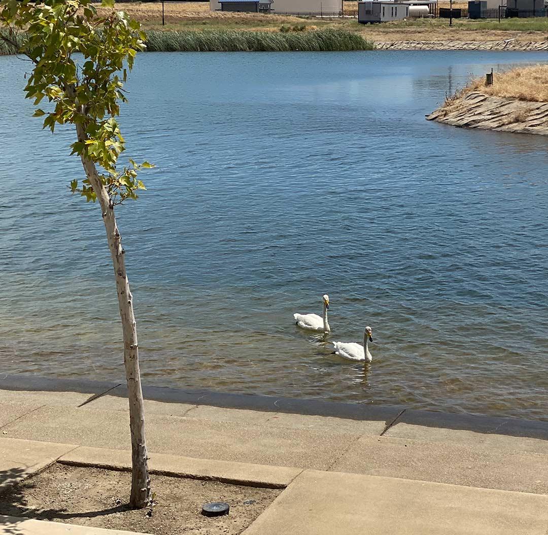 Caring for Lathrop on Earth Day | River Islands